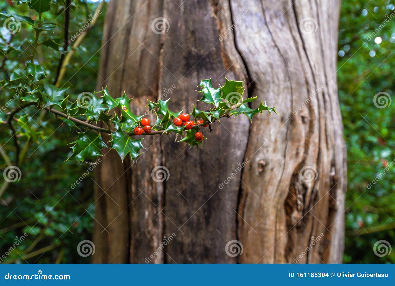 Wild Holly Growing in the Forest Stock Photo - Image of floral, epping ...