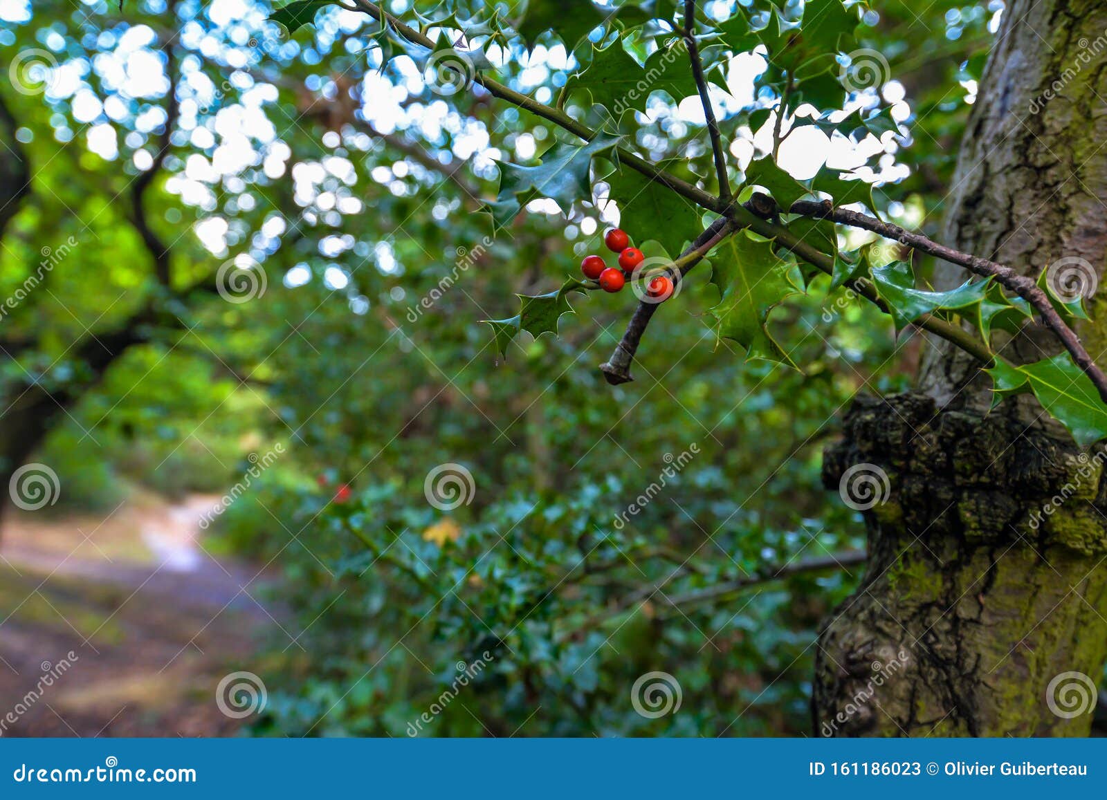 Wild Holly Growing in the Forest Stock Image - Image of vibrant, leaf ...