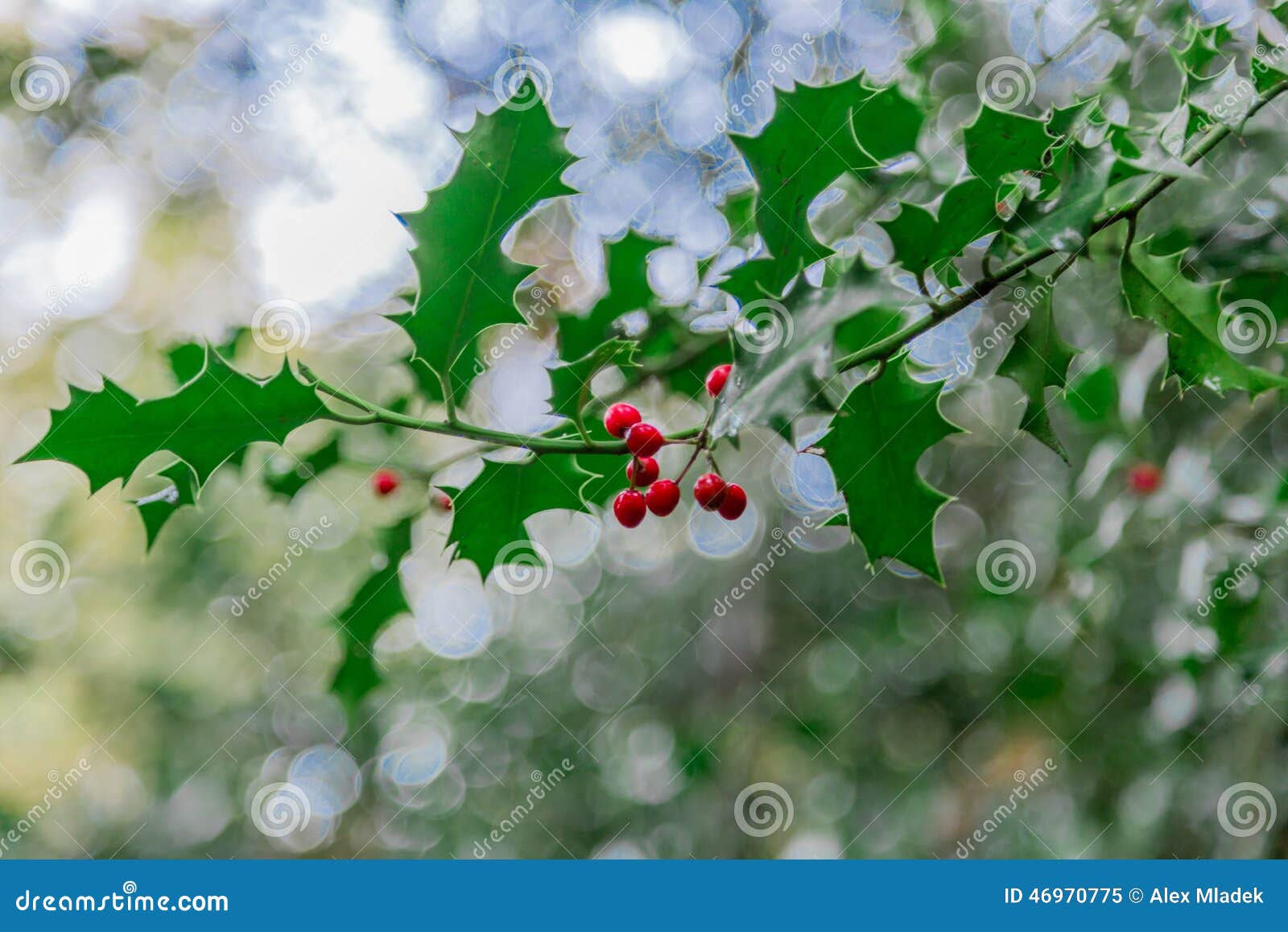 Wild holly grows on a tree stock image. Image of winter - 46970775