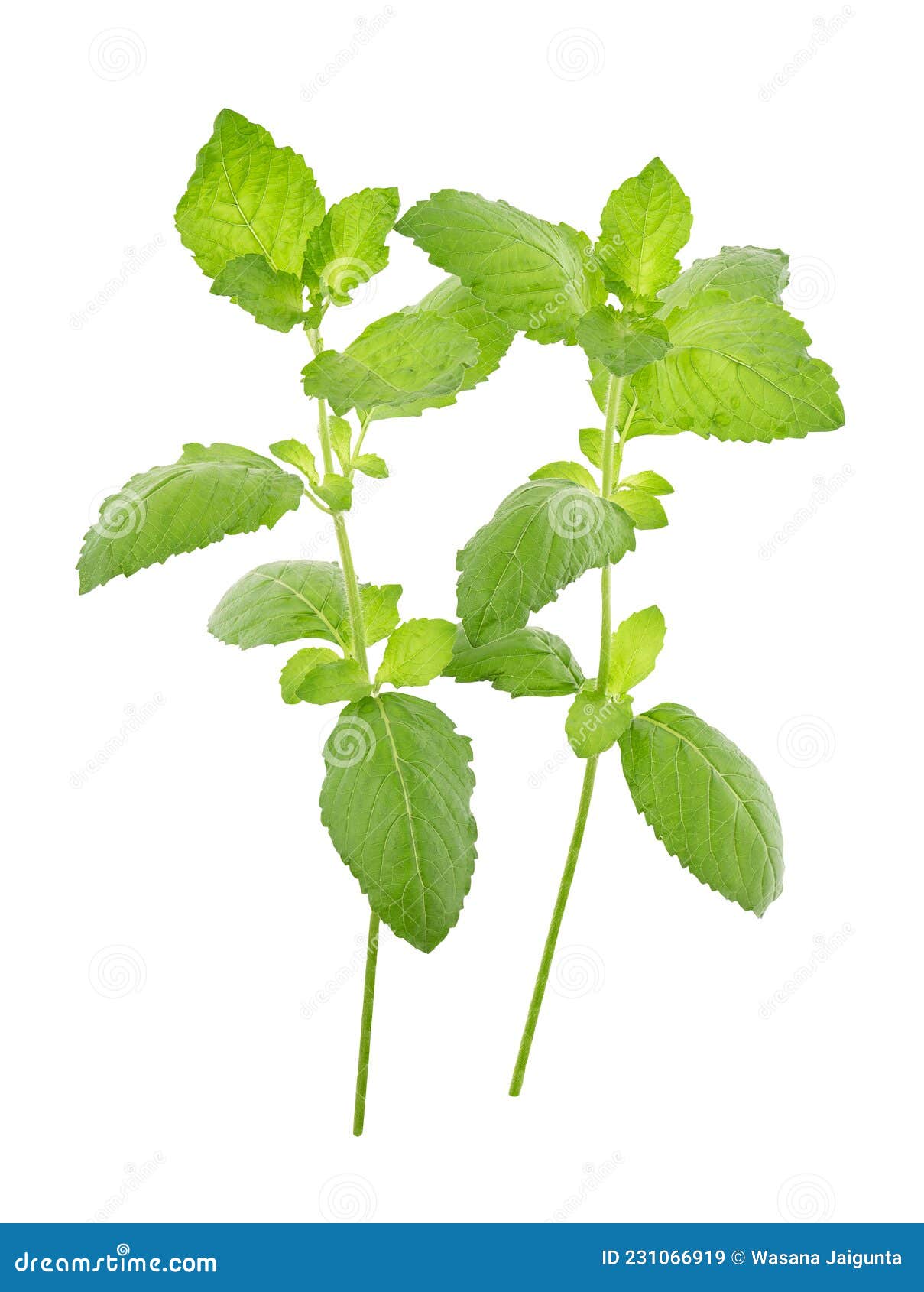 Wild Holy Basil Trees Isolated on White Background with Clipping Path ...