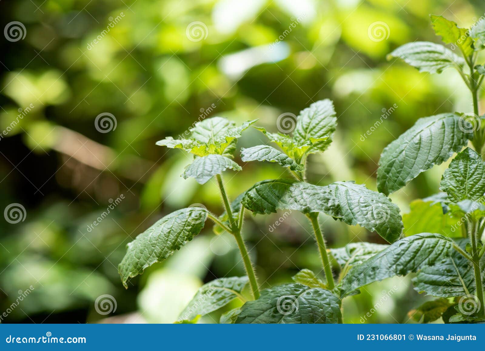 Wild Holy Basil Trees on Nature Background Stock Image - Image of asia ...