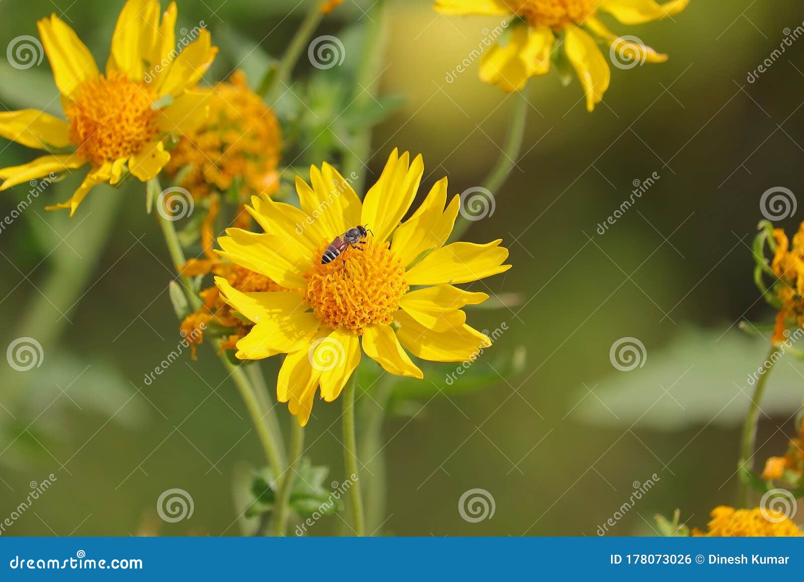 Wild Honey Bee on Yellow Flower Stock Photo - Image of honey, insect ...