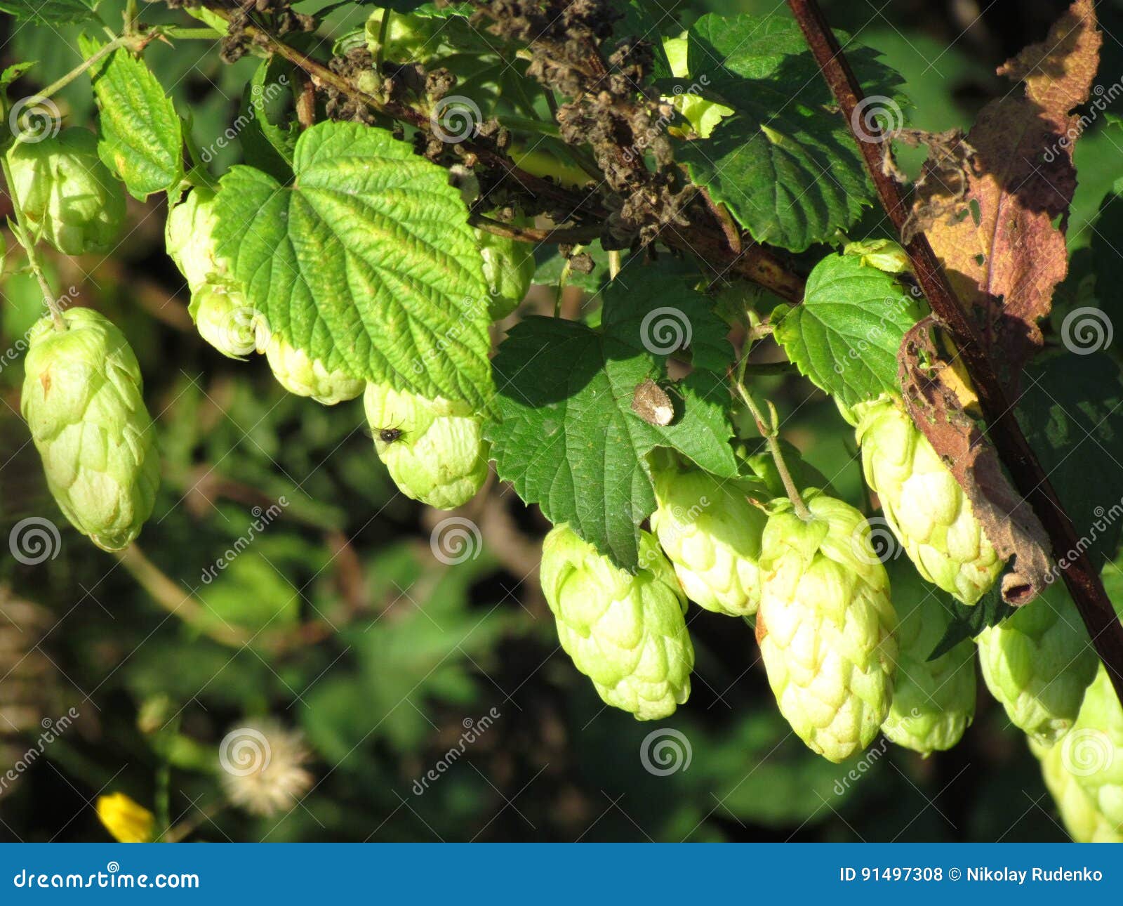 Wild hop stock photo. Image of environmen, twigs, wild - 91497308
