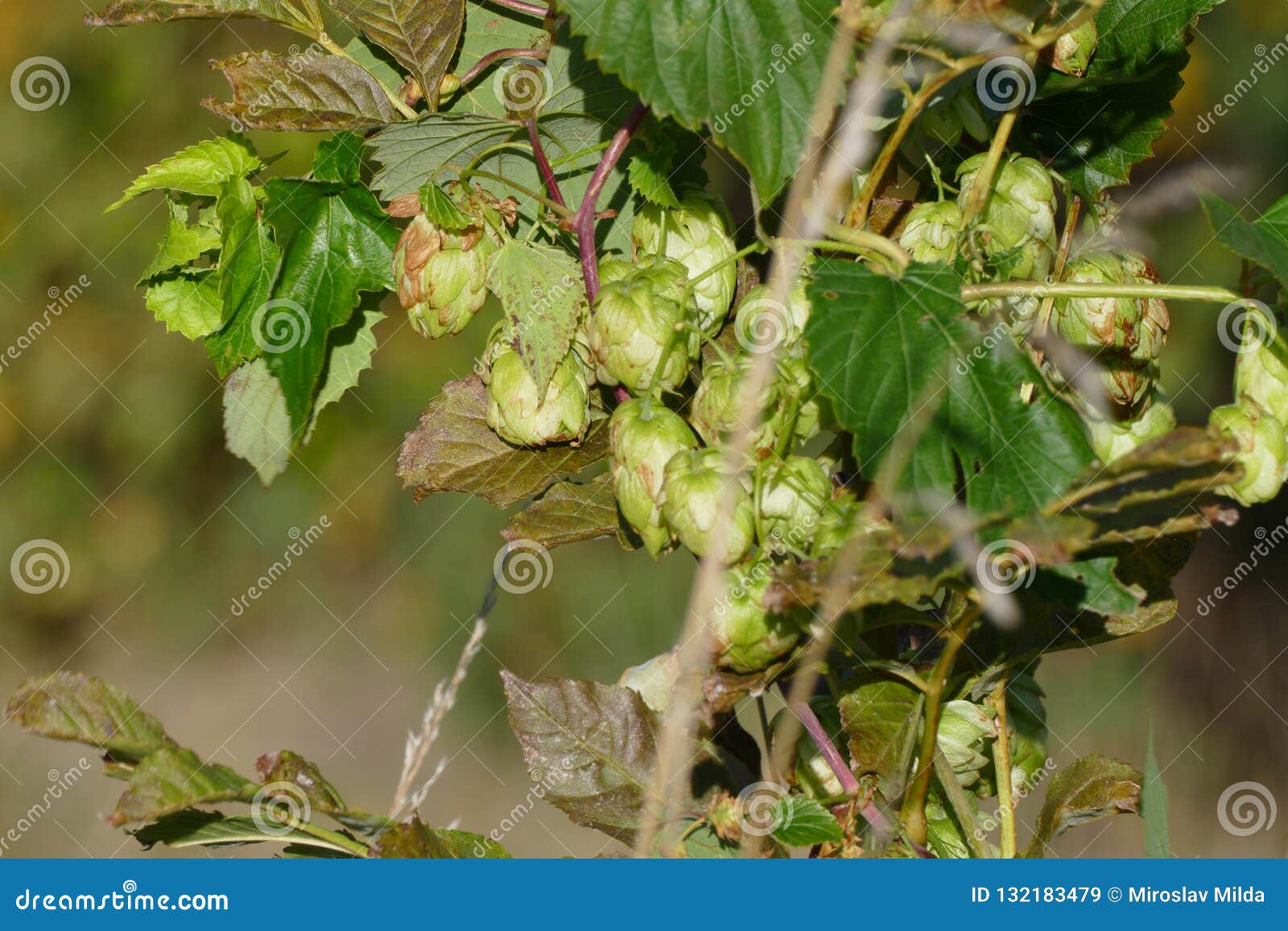 Wild hop vine stock image. Image of nature, food, background - 132183479