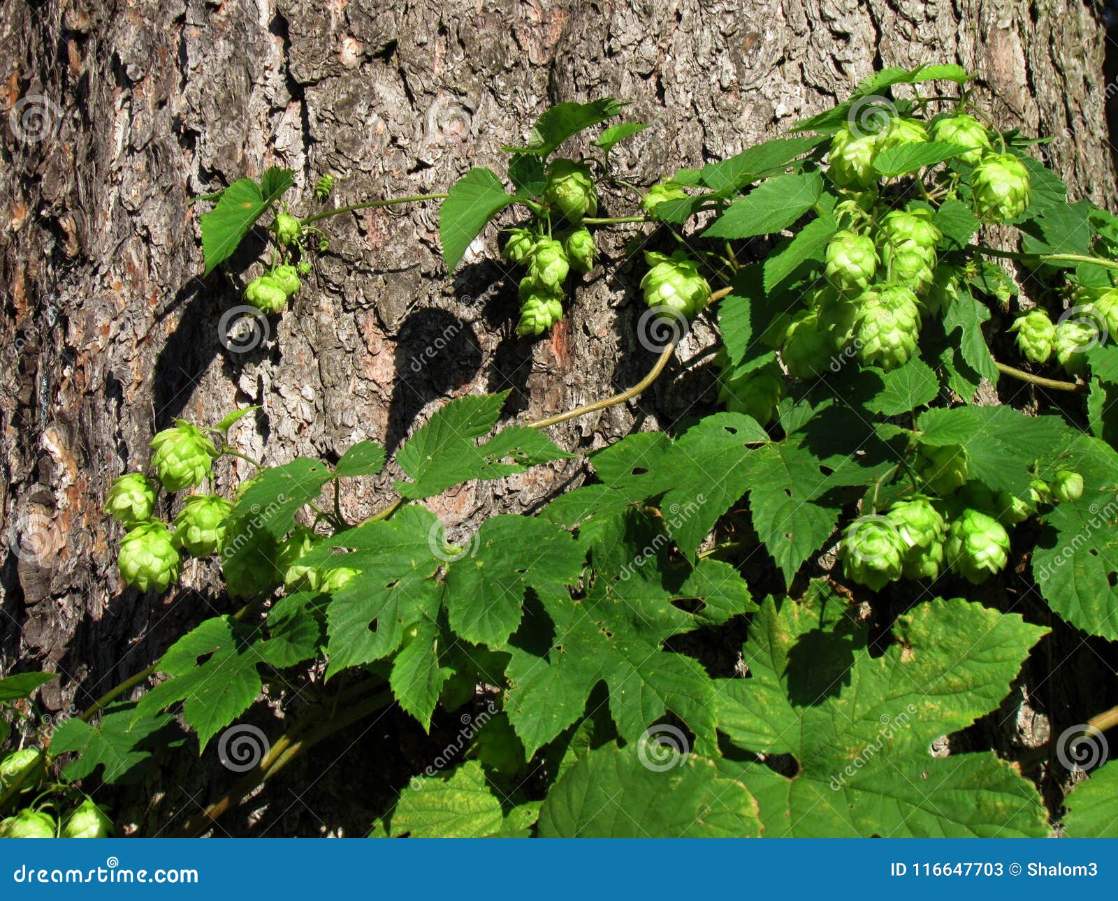 Wild Hops Dangle after Tree Trunks, Humulus Lupulus Stock Image - Image ...