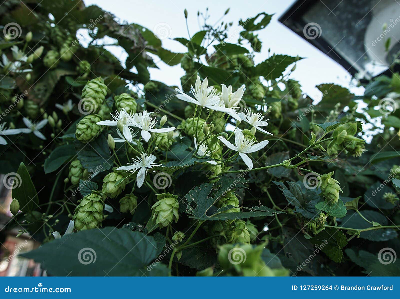 Wild Hops Flowers Blooming stock photo. Image of vine - 127259264