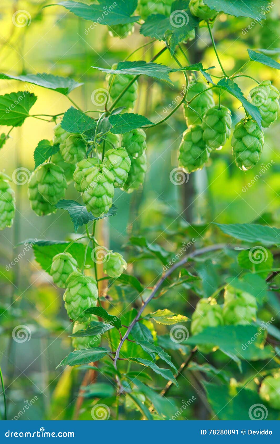 The wild hops stock image. Image of plant, vegetation - 78280091