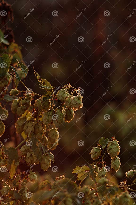 Wild Hops Growing in the Field and Illuminated by Sunset Stock Image ...