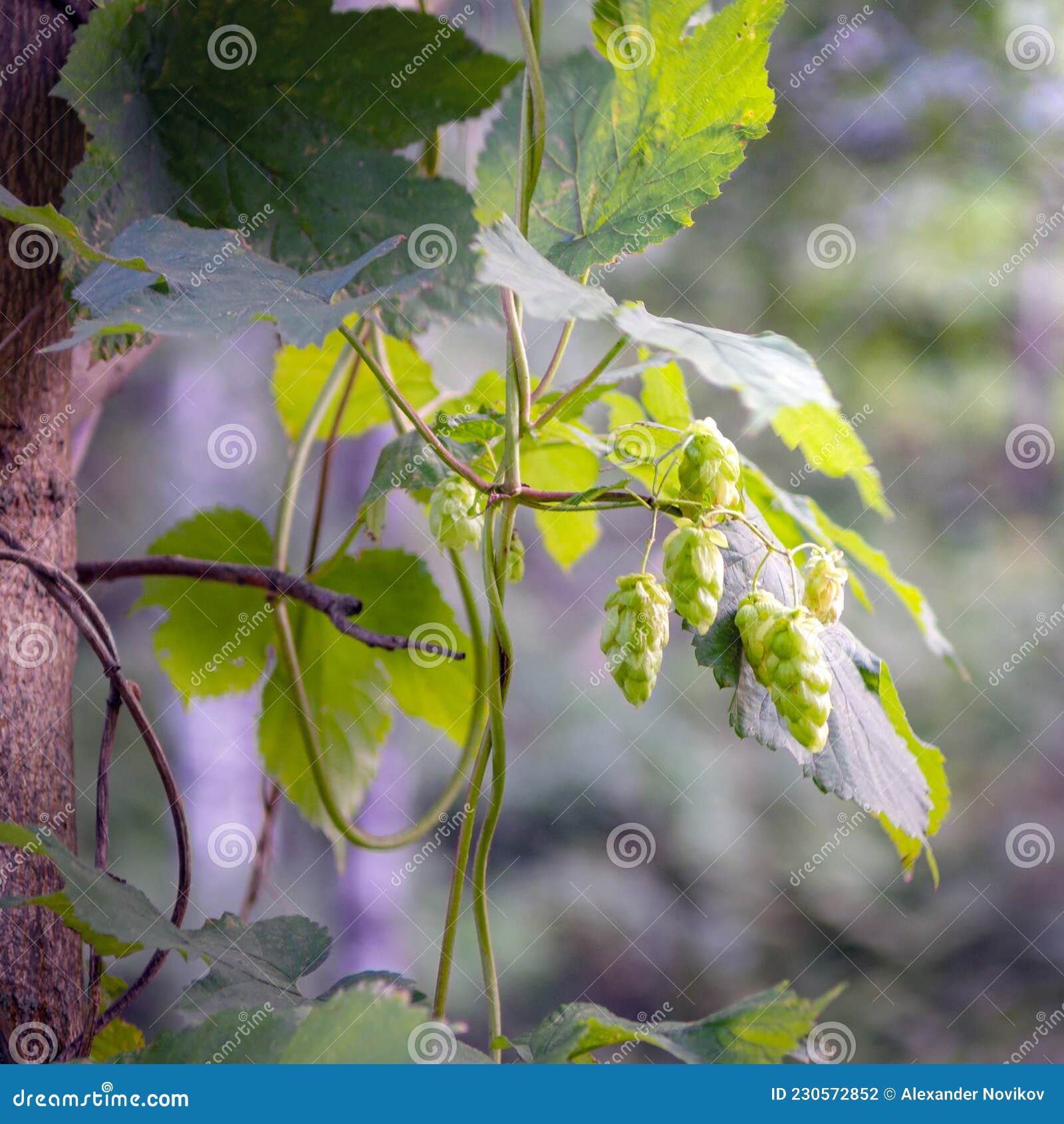 A Wild Hops Grows on a Tree Stock Photo - Image of hops, wild: 230572852