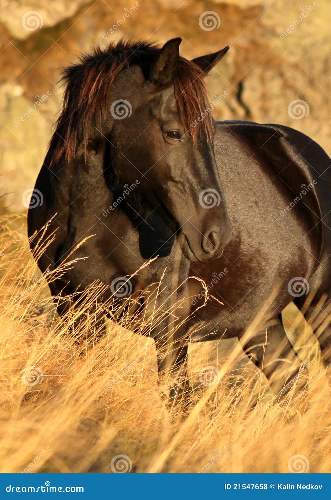 Wild horse stock photo. Image of wildlife, wild, mammal - 21547658