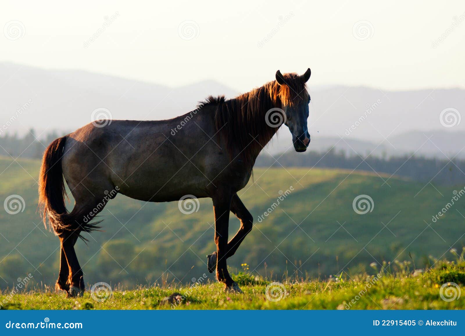 Wild Horse stock image. Image of nature, beautiful, outdoors - 22915405