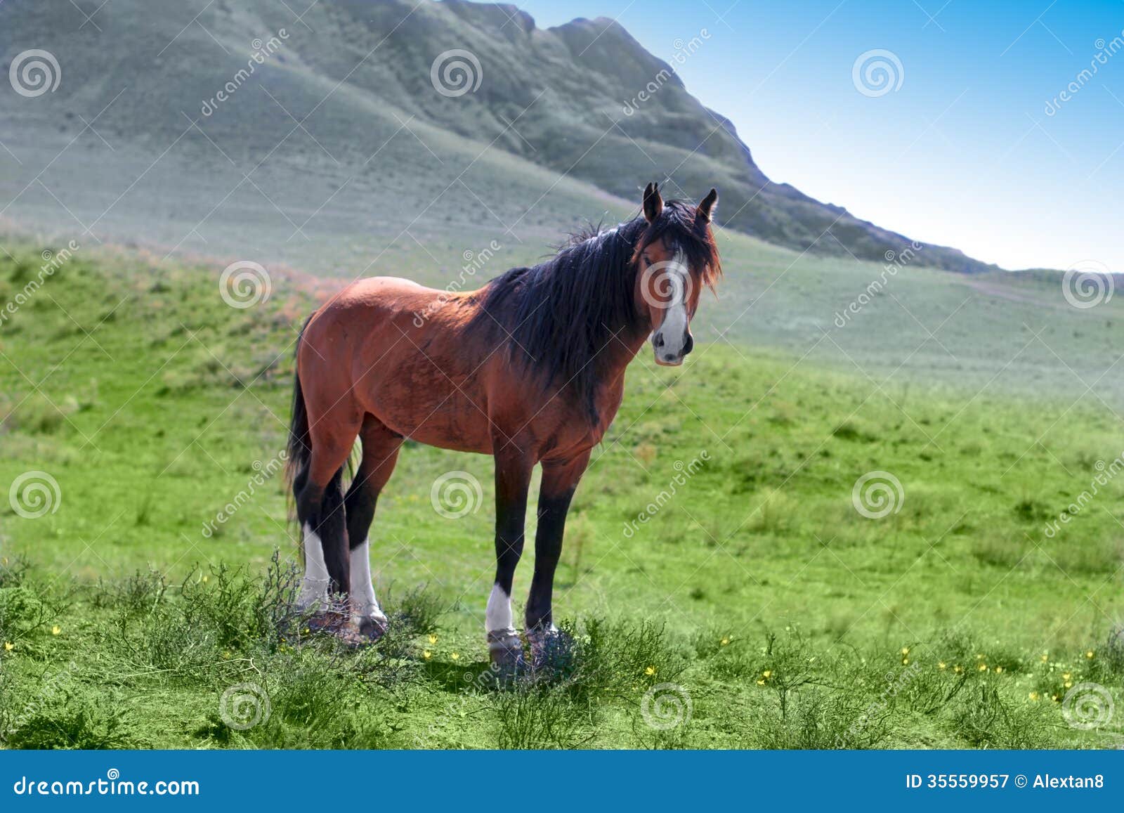 Wild horse animal stock image. Image of animals, herd - 35559957