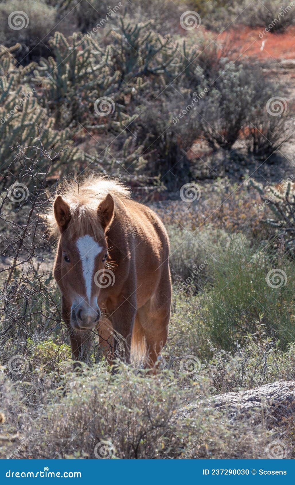 Wild Horse in the Arizona Desert Stock Photo - Image of mustang, salt ...