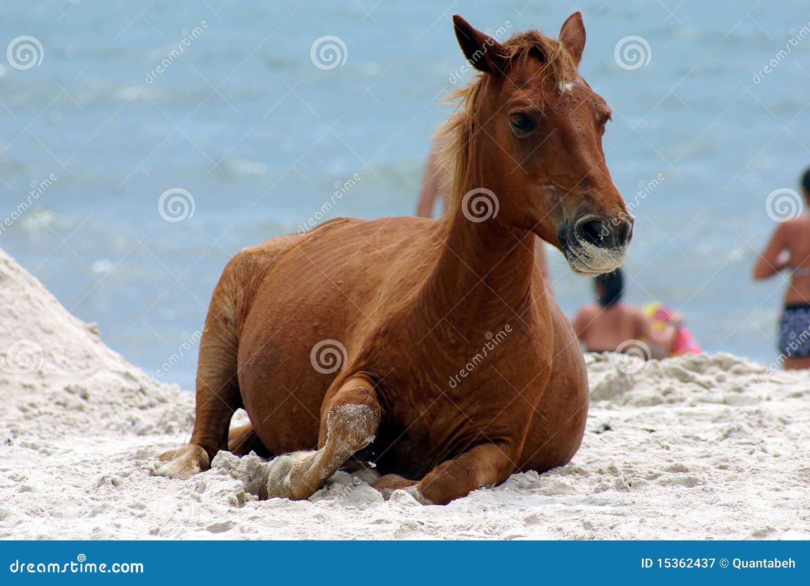 A wild horse at the beach stock image. Image of atlantic - 15362437