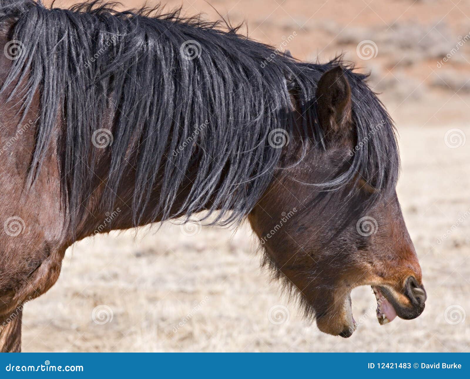Wild Horse with Black Mane stock image. Image of mane - 12421483