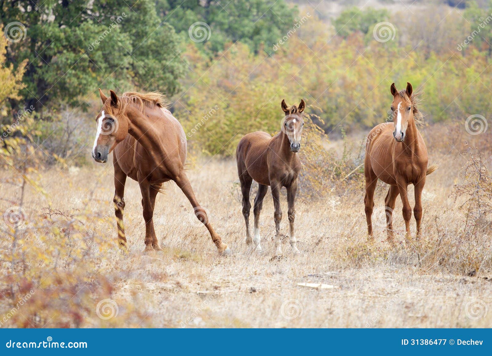 Horse Family Portrait - Foal And Its Parents Stock Photography ...
