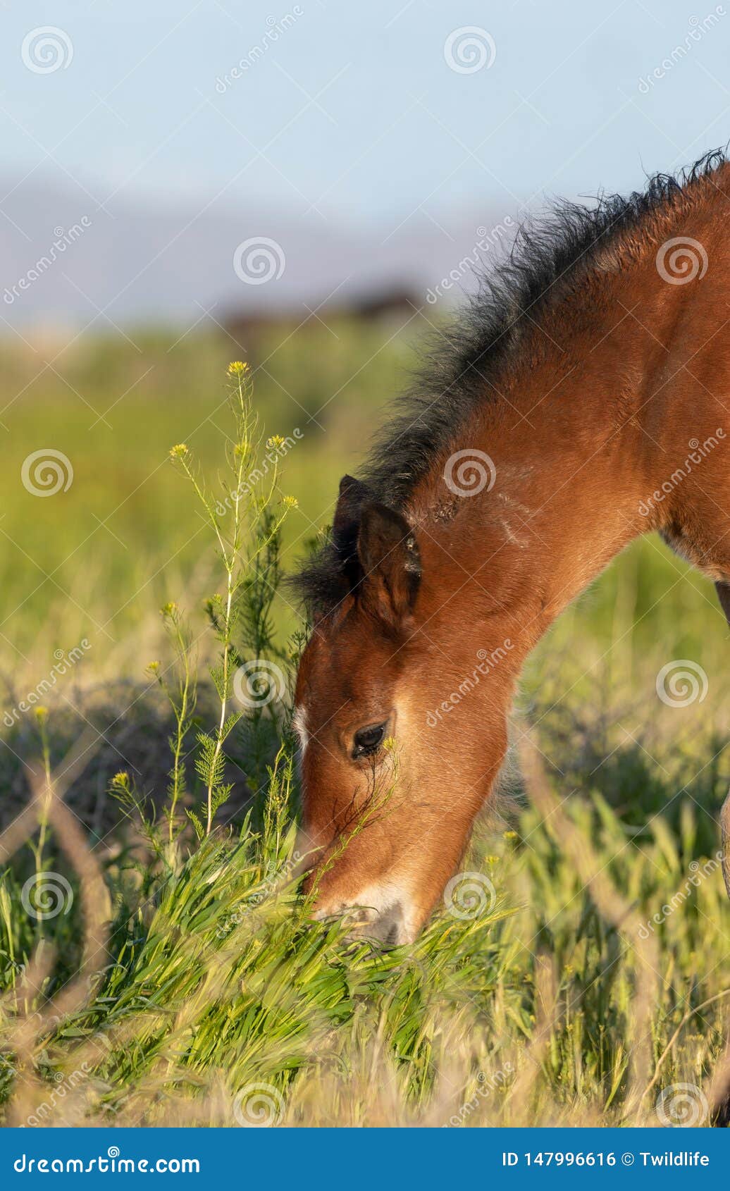 Wild Horse Foal in Spring stock photo. Image of nature - 147996616