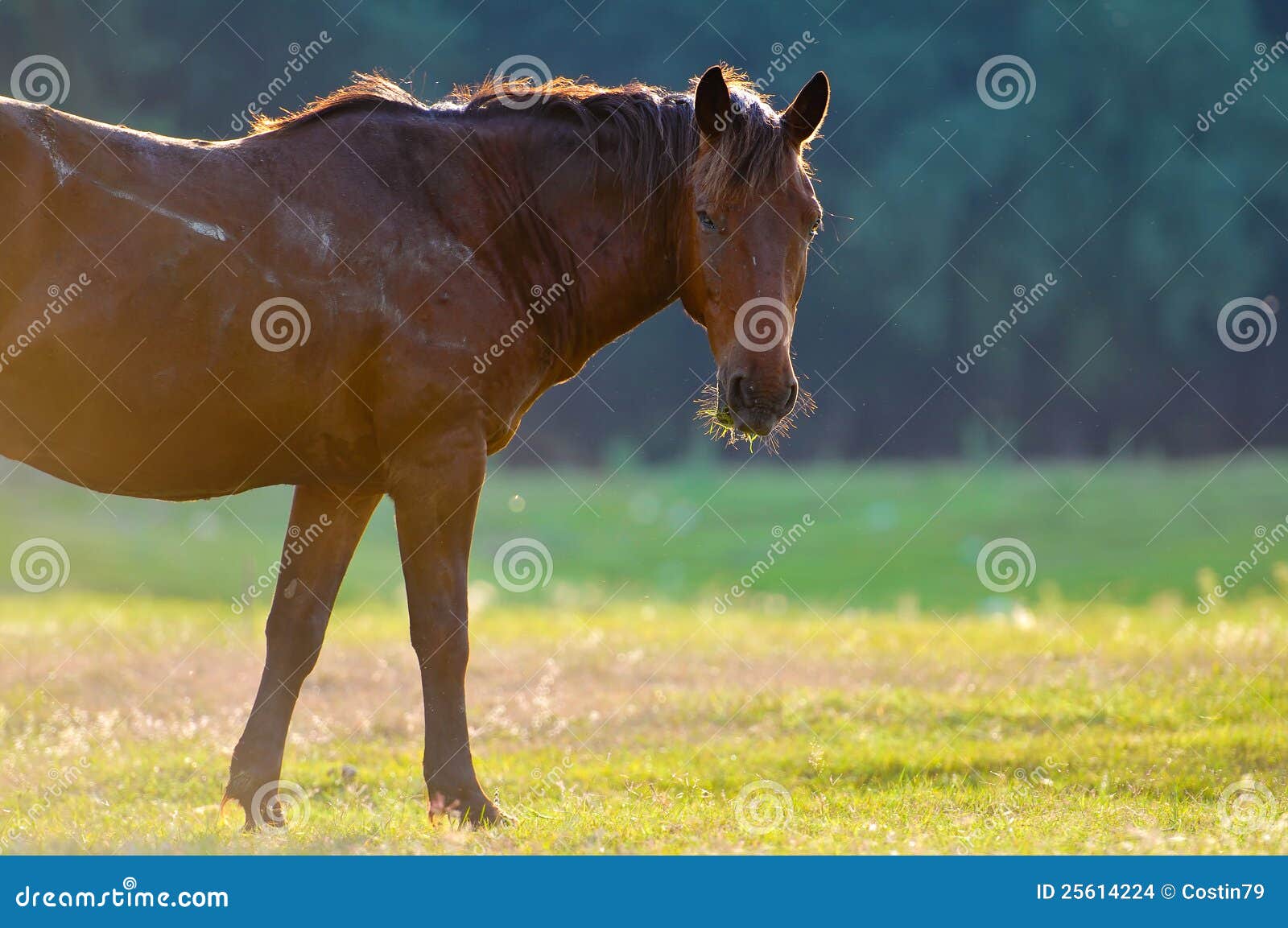 A wild horse head profile stock photo. Image of arabian - 25614224
