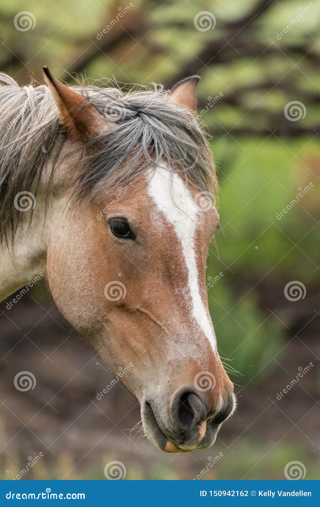 Wild Horse Head Stock Images - Download 17,517 Royalty Free Photos