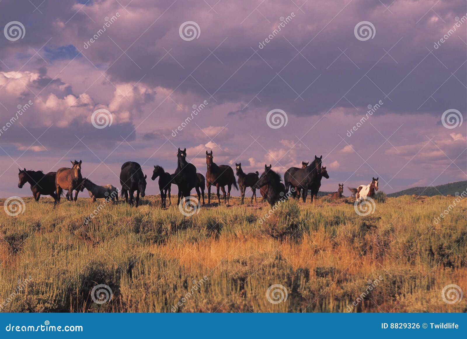 Wild Horse Herd stock photo. Image of mustang, nature - 8829326