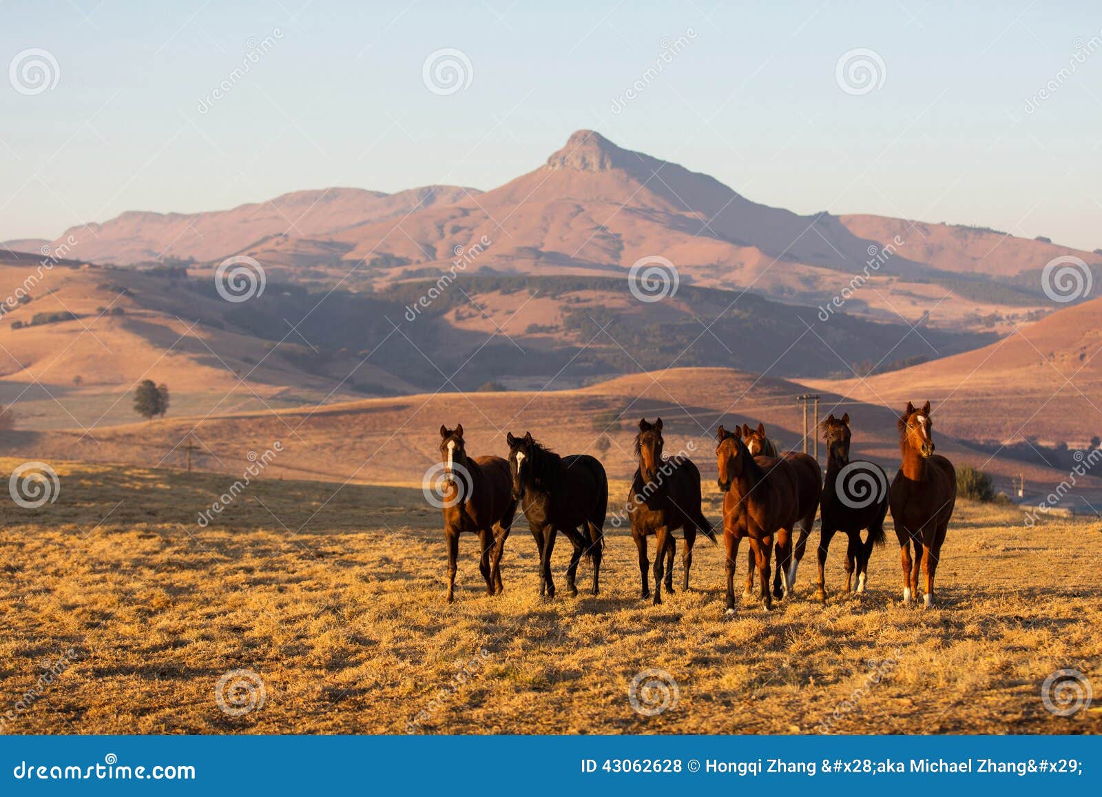 Wild horse herd stock photo. Image of pasture, mammal - 43062628