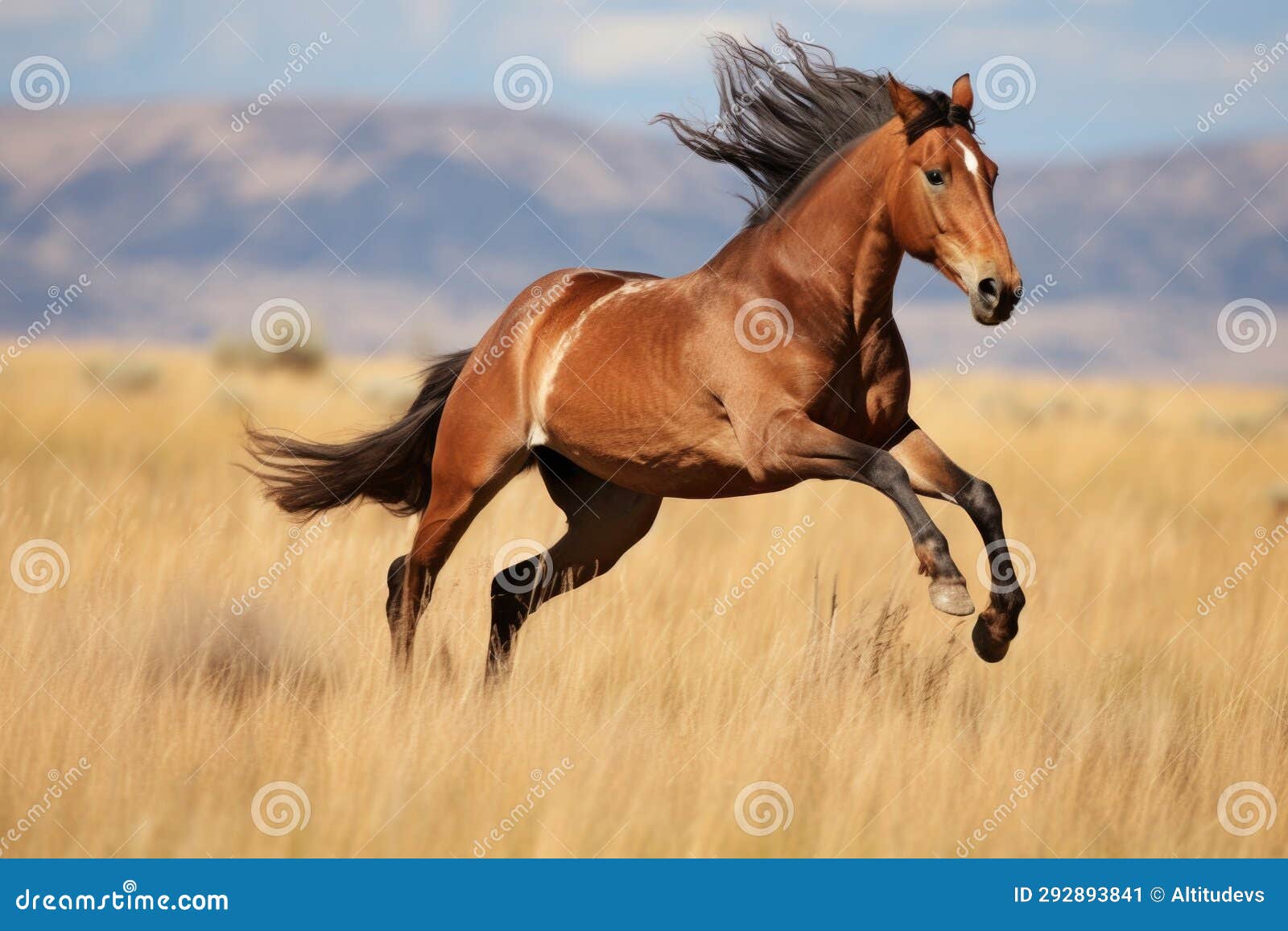 Wild Horse Kicking Backwards in Open Grassland Stock Image - Image of ...