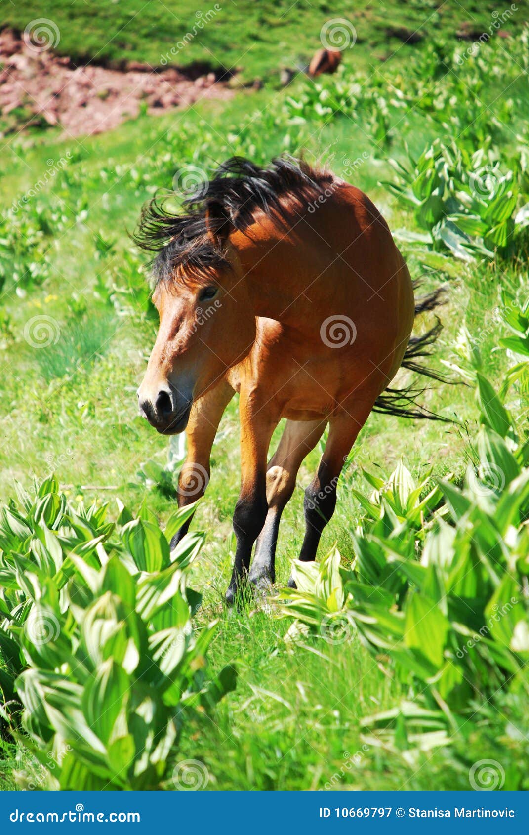 Wild horse in nature stock image. Image of wilderness - 10669797