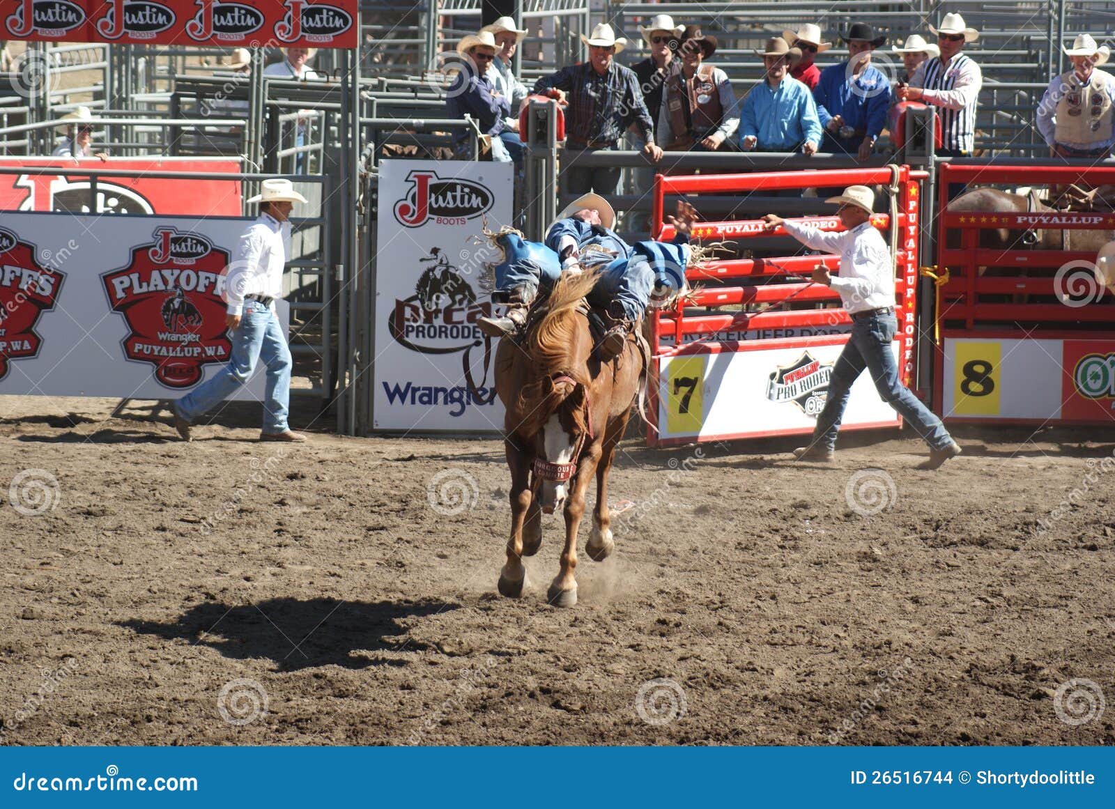 Wild horse riding. editorial stock image. Image of rodeo - 26516744