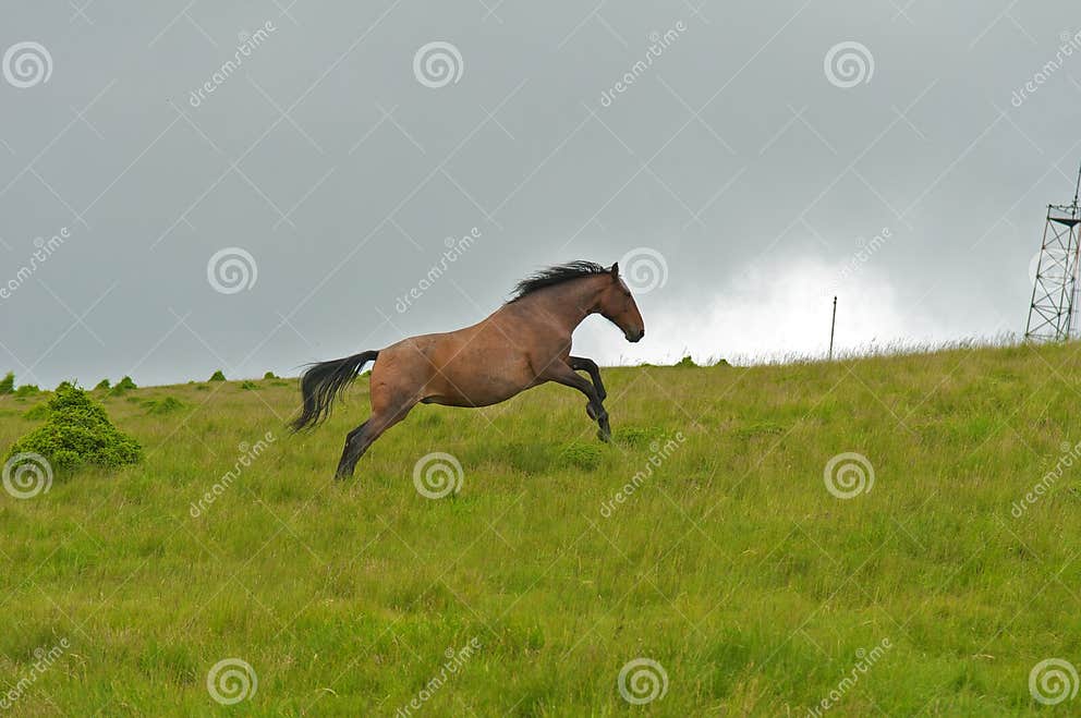 Wild Horse Running and Jumping Stock Image - Image of landscape, lake ...