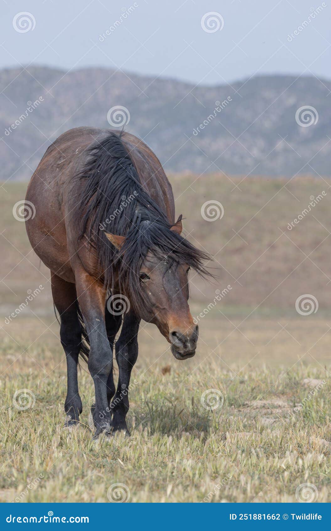 Wild Horse in Spring in the Desert Stock Photo - Image of outdoors ...