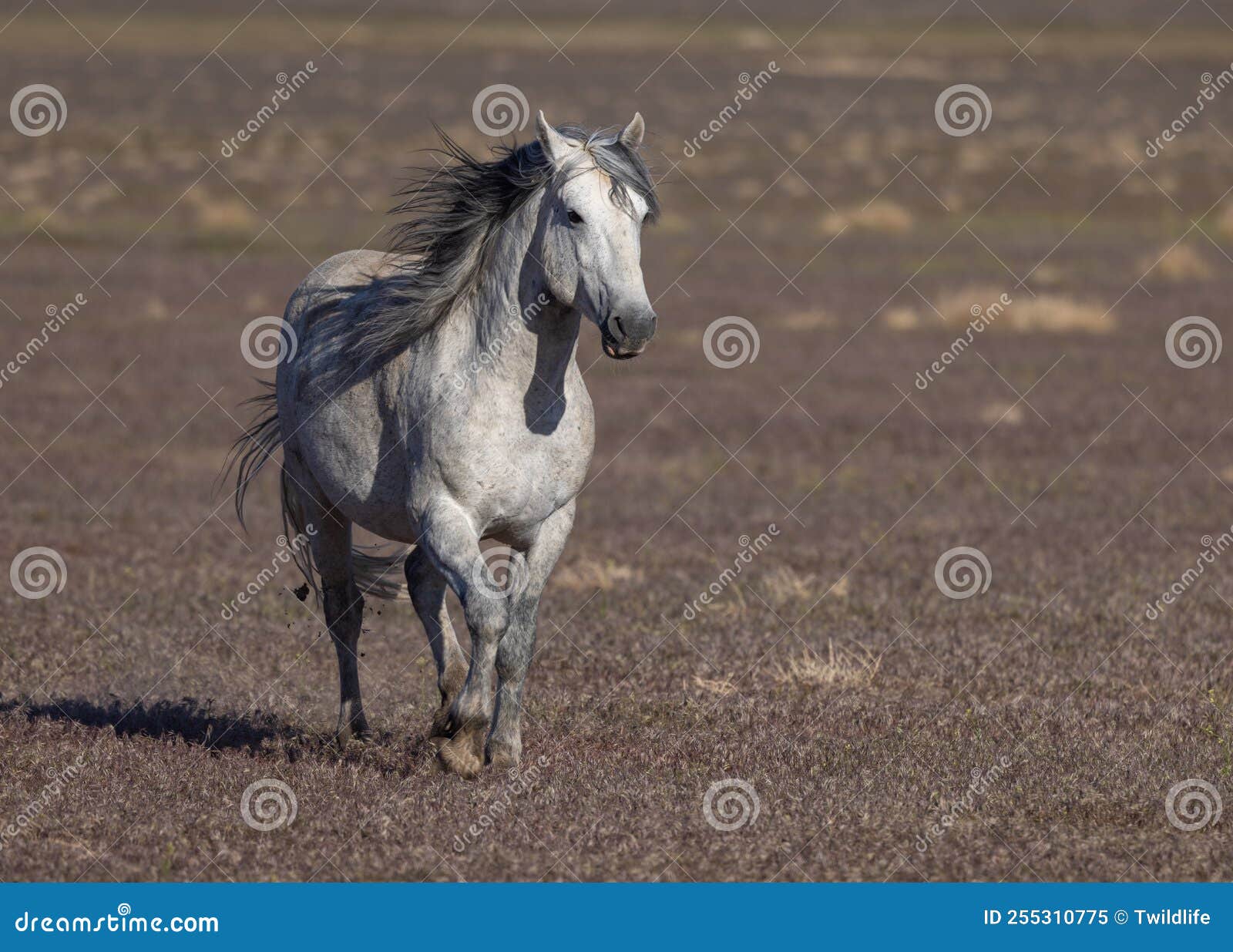 Wild Horse in Spring in the Utah Desert Stock Image - Image of ...