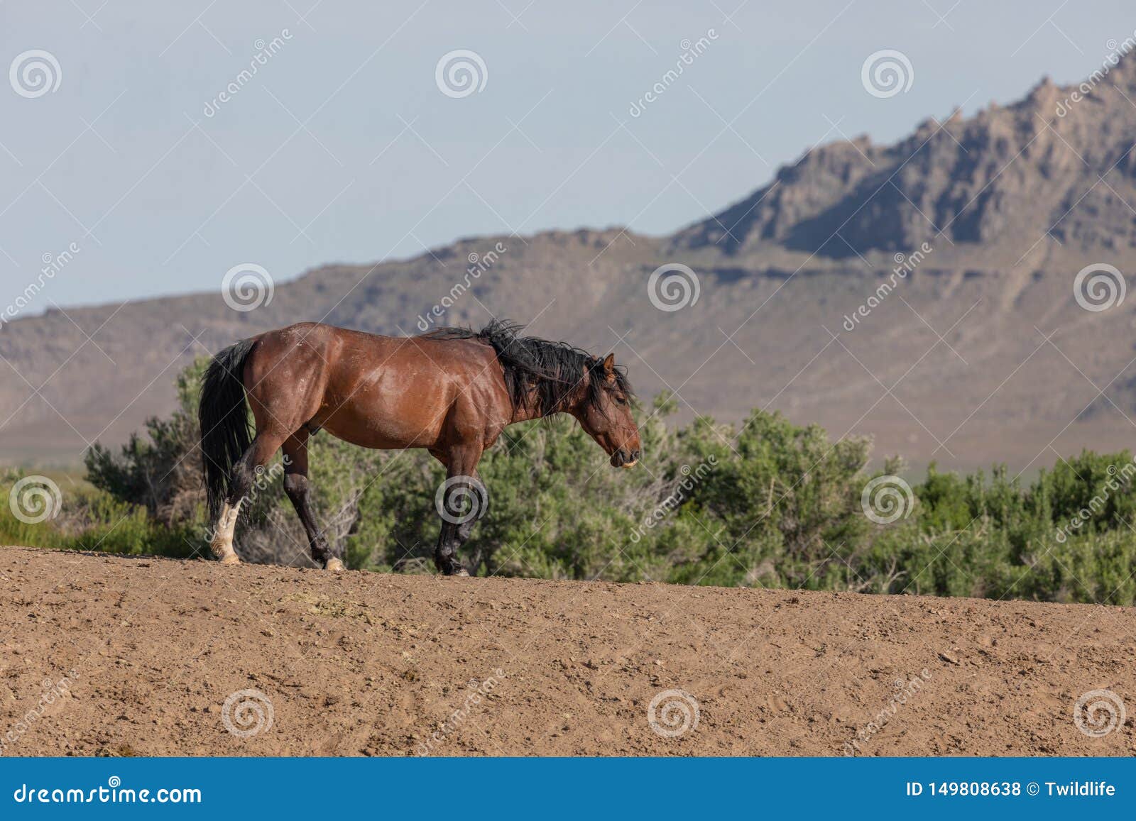 Wild Horse in Spring in the Utah Desert Stock Photo - Image of wild ...