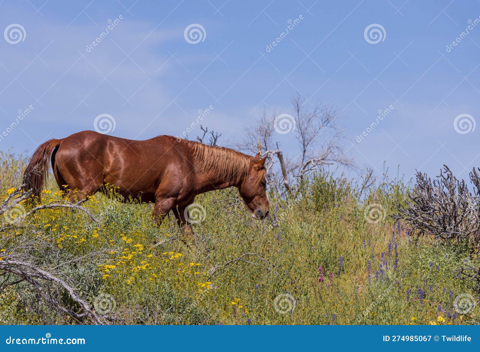 Wild Horse in Springtime in the Arizona Desert Stock Image - Image of ...