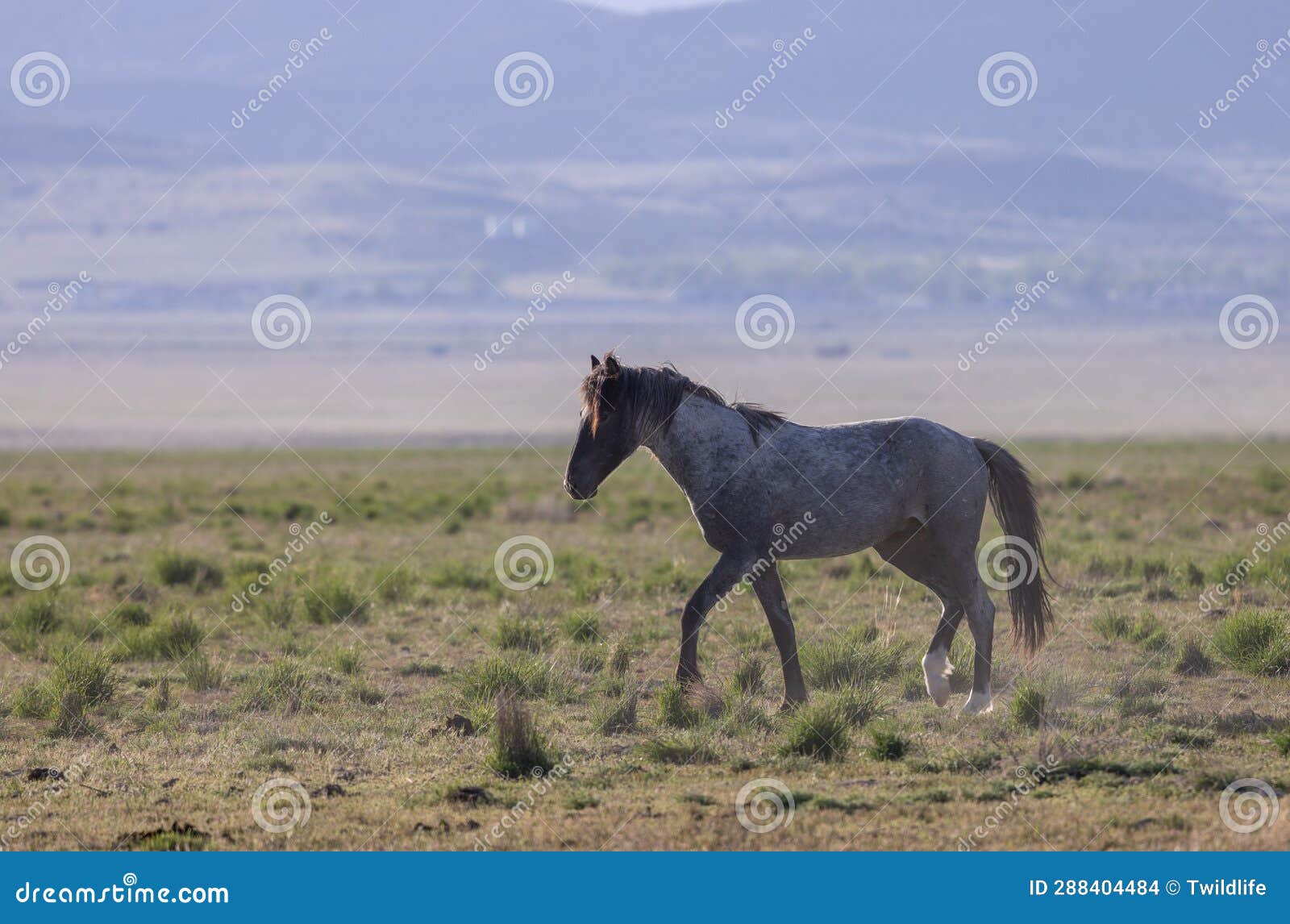 Wild Horse in Spring in the Utah Desert Stock Photo - Image of ...