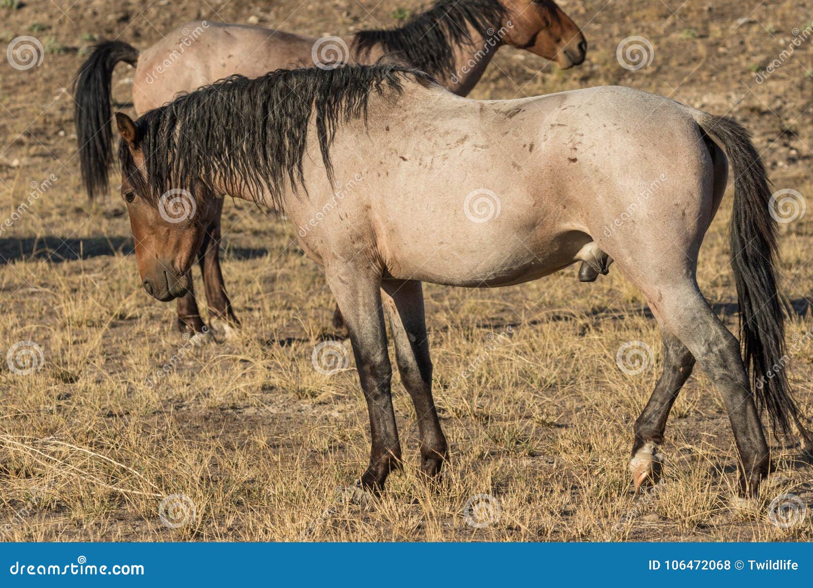 Wild Horse Stallion the Desert Stock Photo - Image of horses, heritage ...
