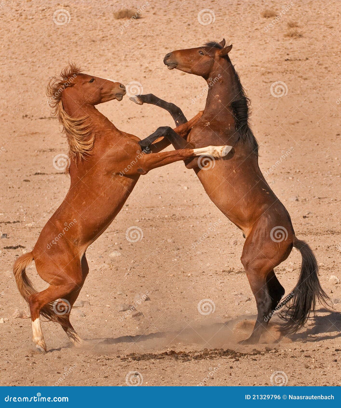 Wild Horse Stallions Fighting Stock Photo - Image of equus, ungulate ...