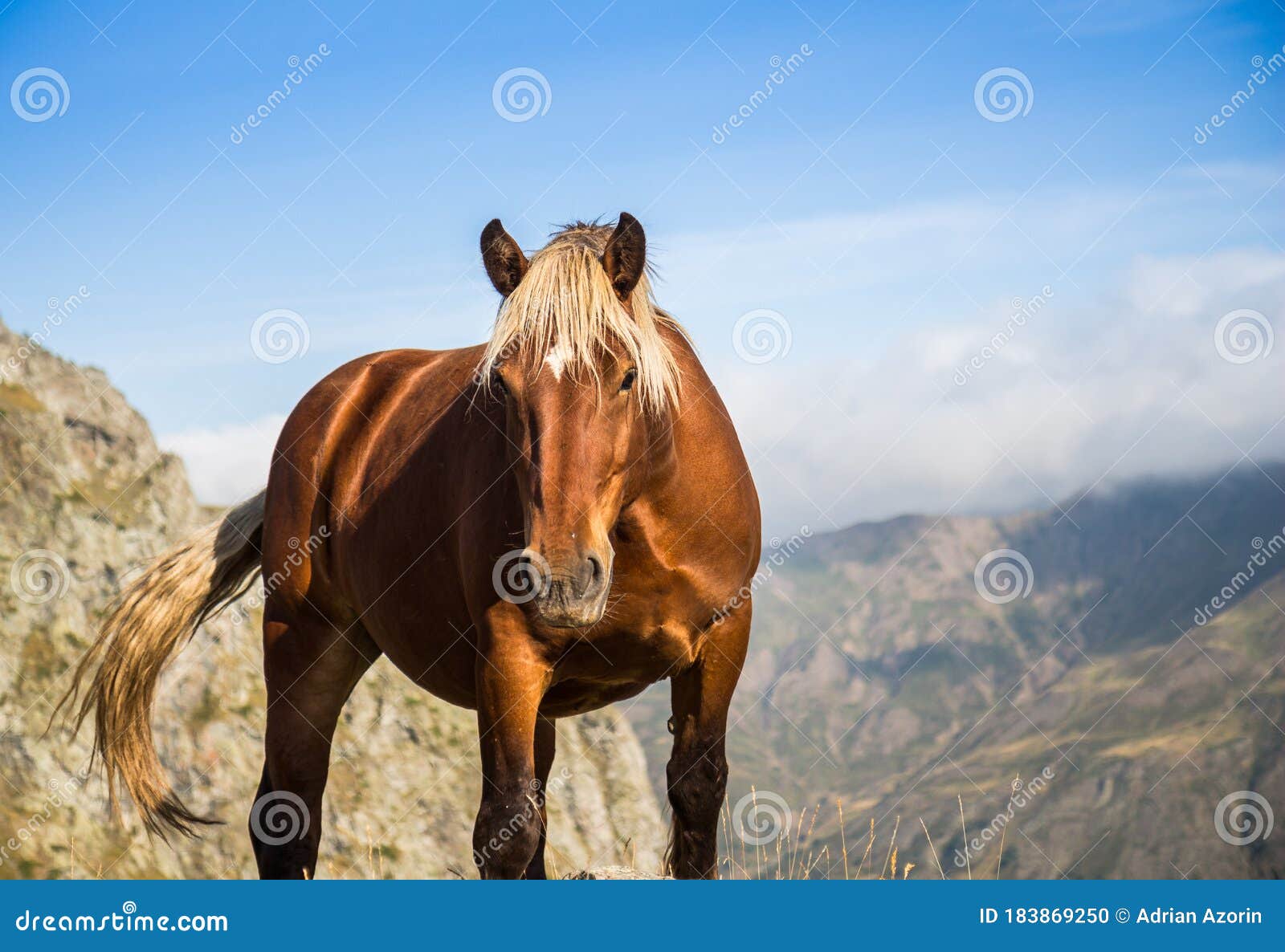 1,428 Horse Muscles Photos - Free & Royalty-Free Stock Photos from ...
