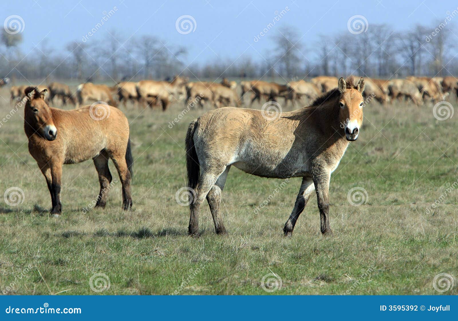 Wild horse-tarpan stock photo. Image of horse, animals - 3595392