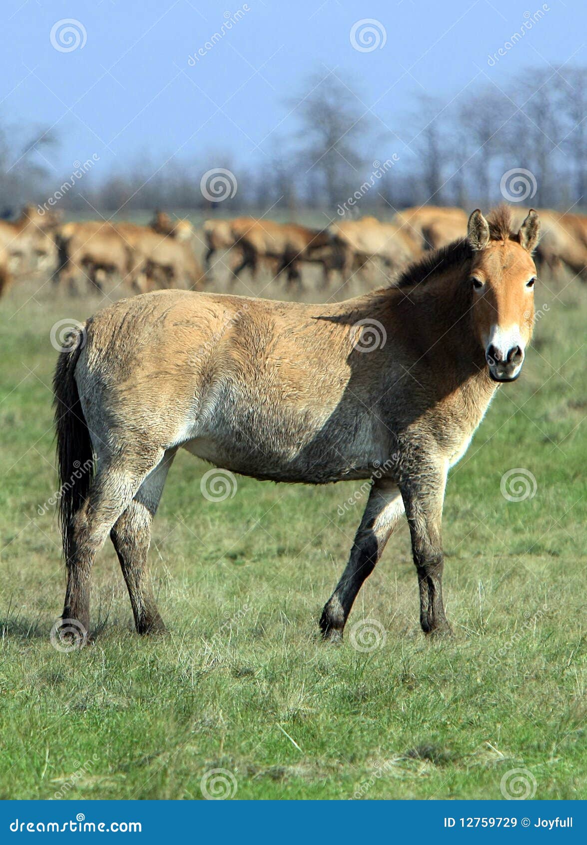 Wild Horse-tarpan in Nature Reserve Stock Image - Image of tarpan ...