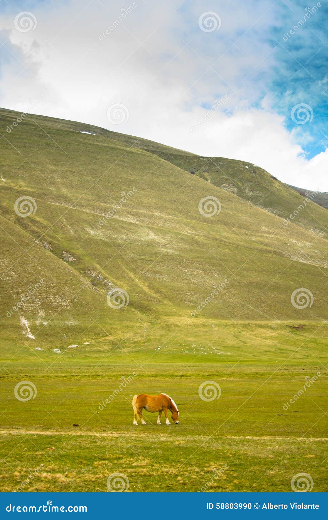 Wild horse in a valley stock photo. Image of mast, grass - 58803990