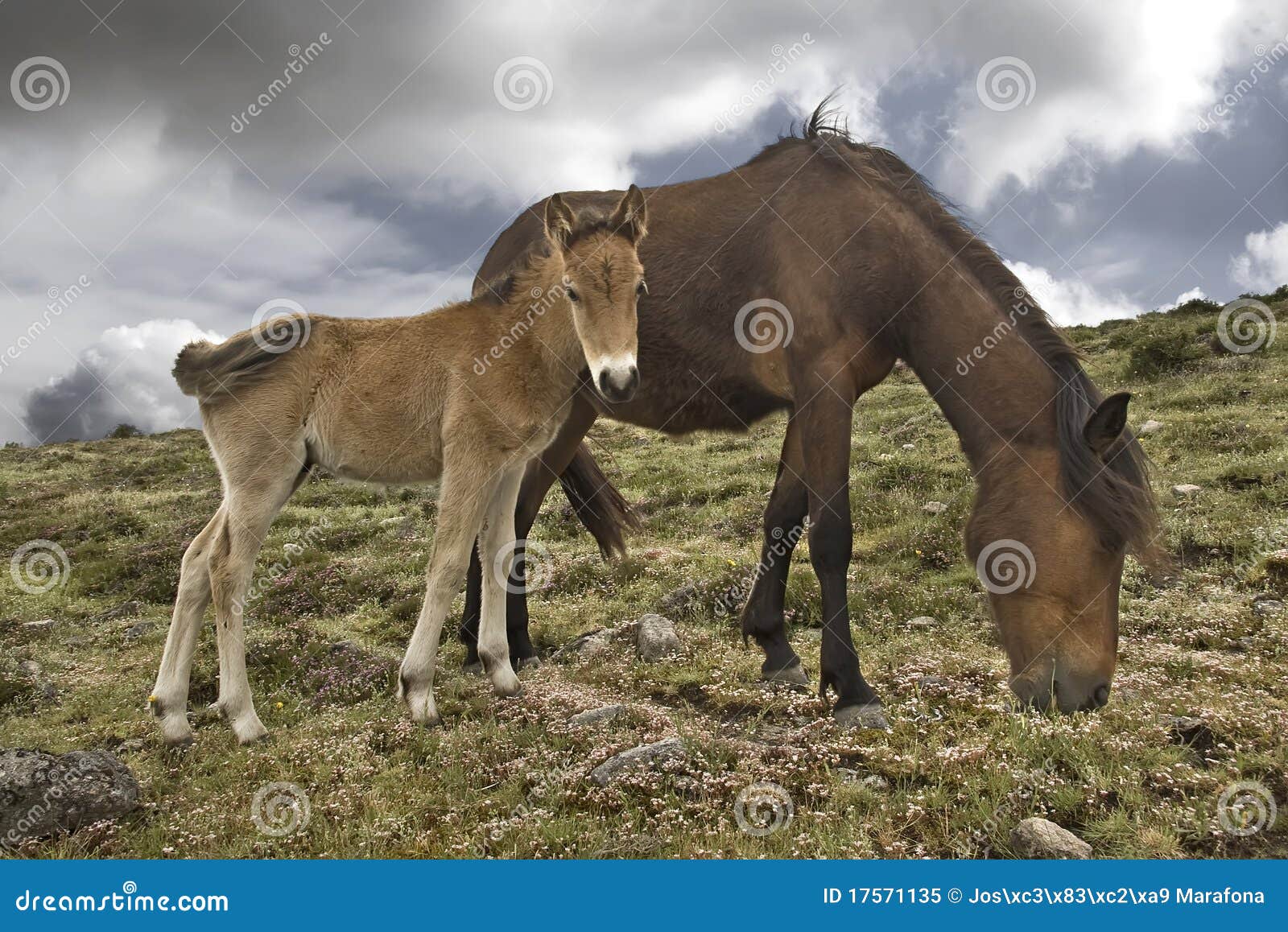 Wild Mare Her Cub Stock Photos - Free & Royalty-Free Stock Photos from ...