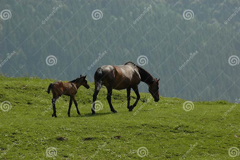 Wild horses stock photo. Image of west, horse, sport, wildlife - 1798448