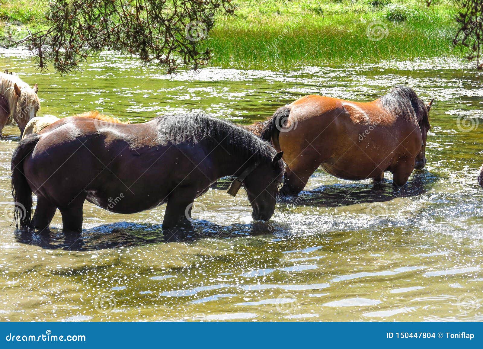 Wild Horses in Aran Valley in the Catalan Pyrenees, Spain Stock Photo ...