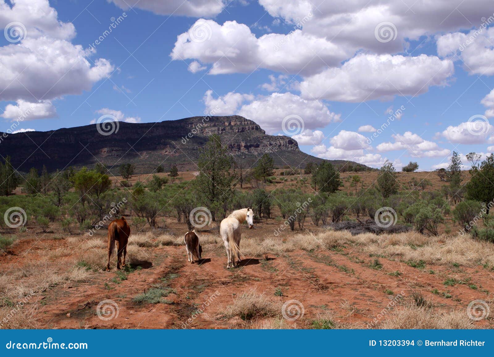 Wild Horses. Australia stock photo. Image of aborigine - 13203394