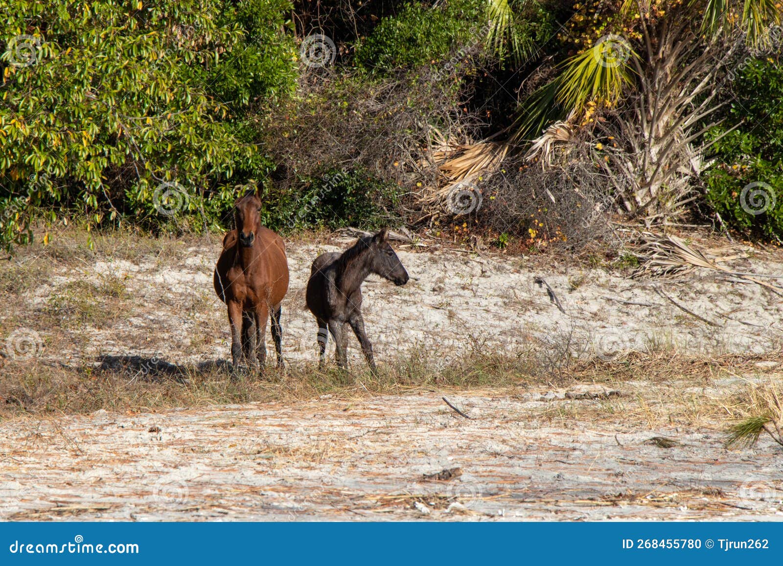 Wild horses on the beach stock photo. Image of feral - 268455780