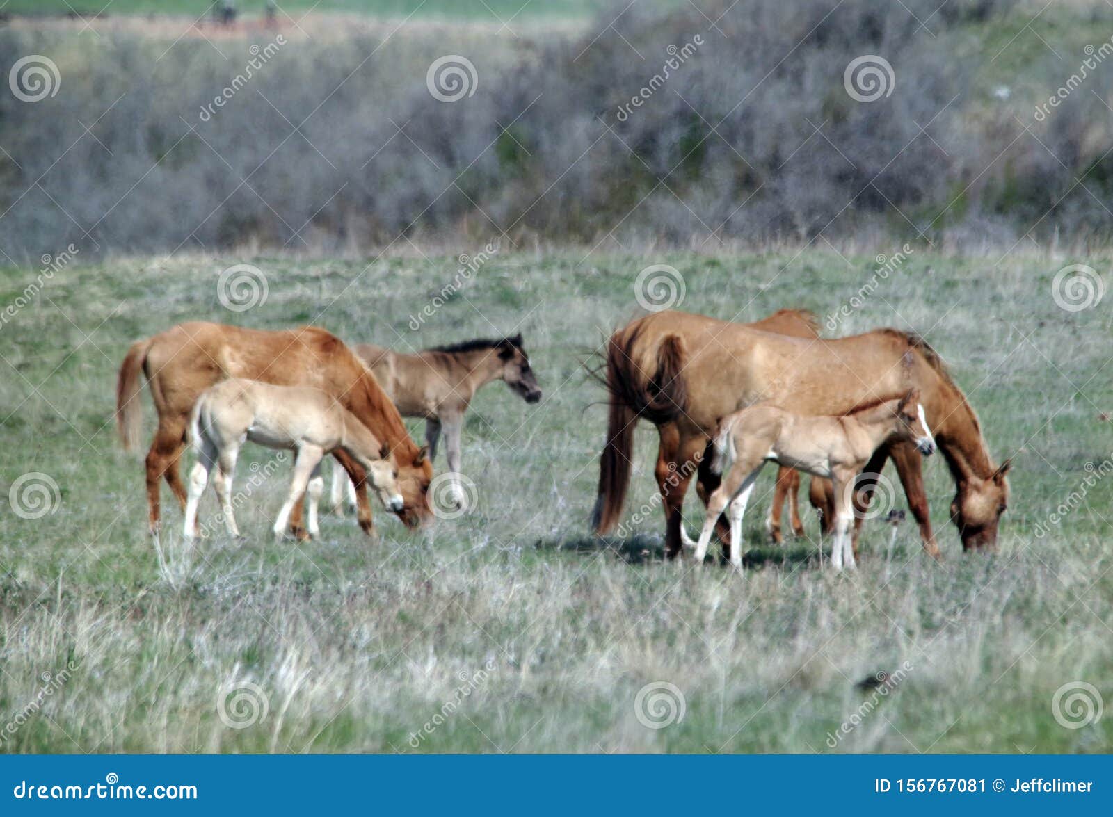 Wild Horses and Colts Grazing Stock Image - Image of wild, colts: 156767081