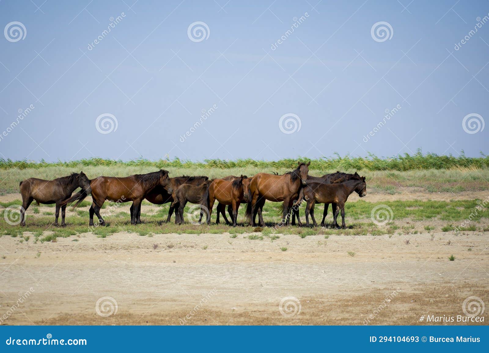 Wild Horses in the Danube Delta Stock Image - Image of horse, travel ...