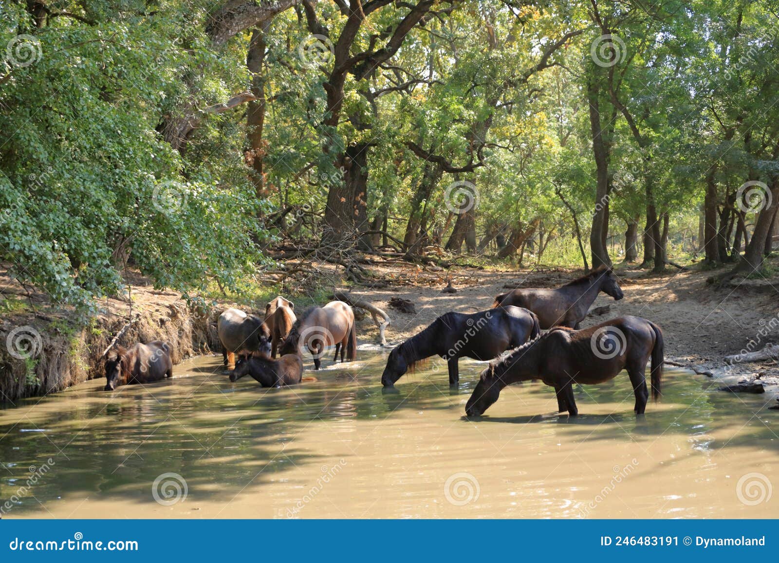 Wild Horses Drinking in Letea Forest from Danube Delta in Romania Stock ...