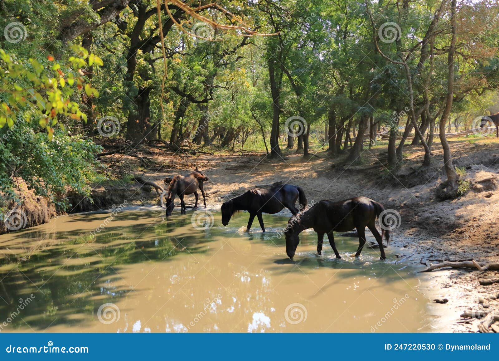 Wild Horses Drinking in Letea Forest from Danube Delta in Romania Stock ...