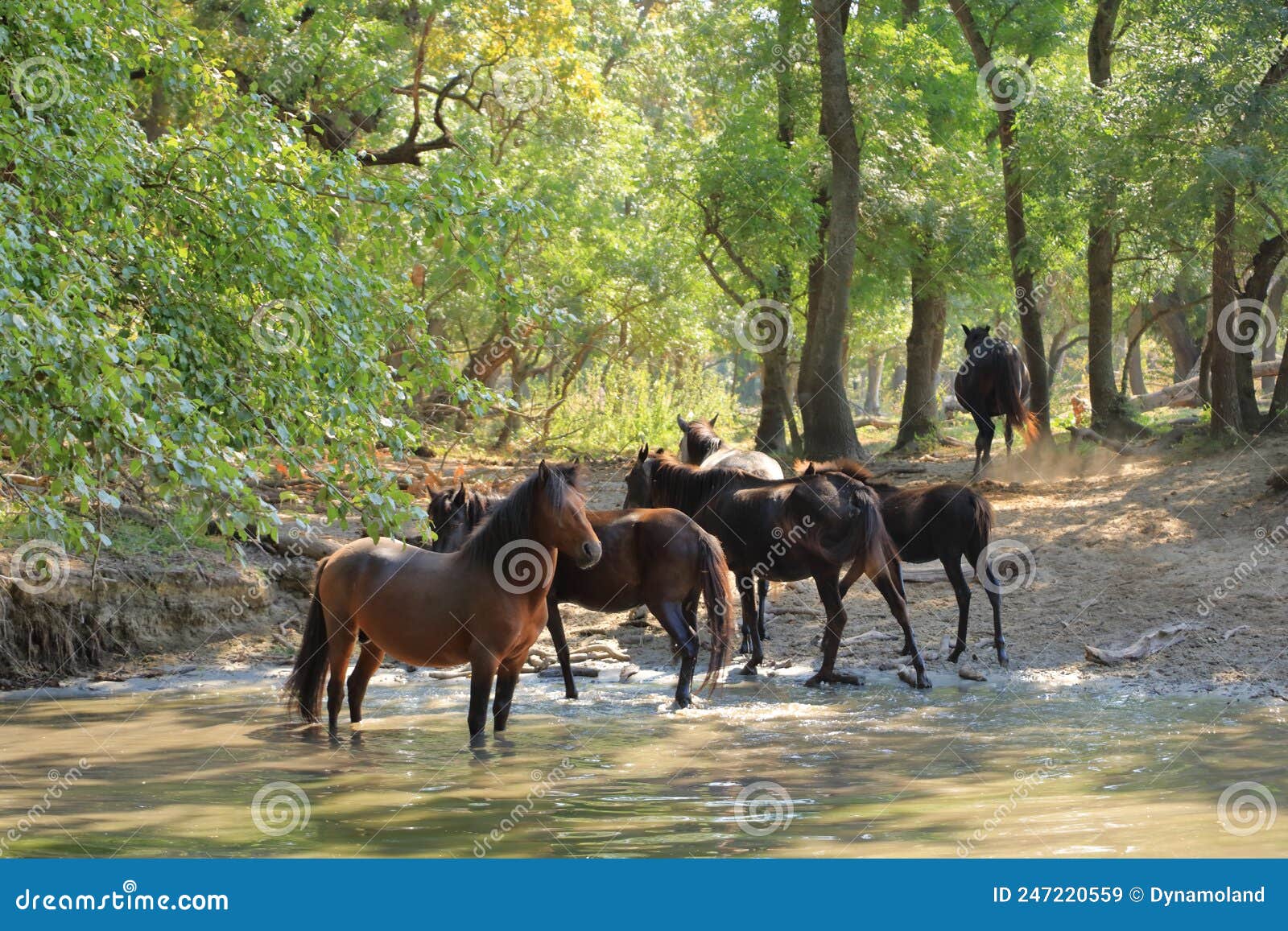 Wild Horses Drinking in Letea Forest from Danube Delta in Romania Stock ...